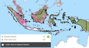 Deforestation Its Significance In The Sixth Mass Extinction