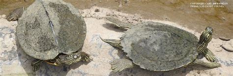 Sabine Map Turtle Texas Turtles