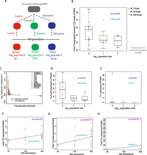 Increased Expression Of Transposable Elements In Mutation Accumulation Download Scientific