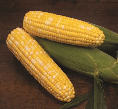 Tiller Sweet Corn At Joshua Freeman Blog