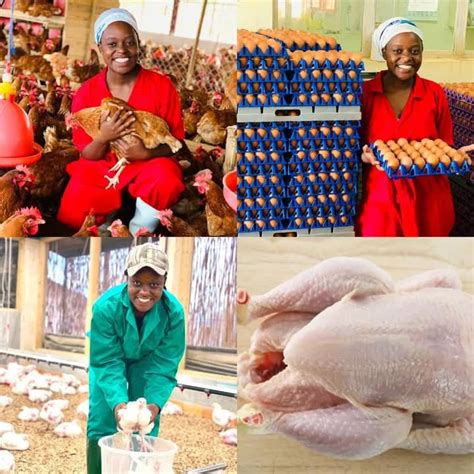 Joe 🐓🐓 Broilers Vs Layers Key Differences Every Farmer And