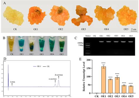 Overexpression Of Cspsy1 In Carrot Callus A Phenotype Of Download