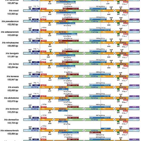 Comparison Of Lsc Ssc And Ir Boundary Areas Of 21 Iris Species Download Scientific Diagram