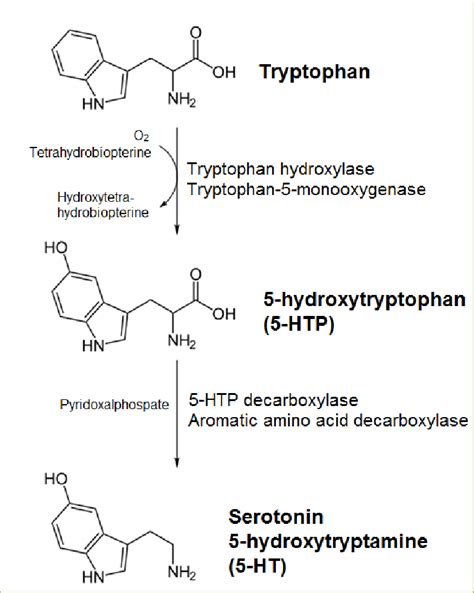 Biosynthesis Of Serotonin 5 Ht Tryptophan Is Converted Into