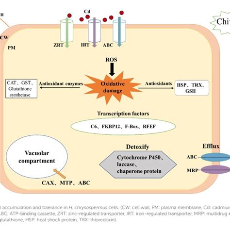 Validation Of Rna Seq Results By Quantitative Real Time Pcr Qrt Pcr Download Scientific