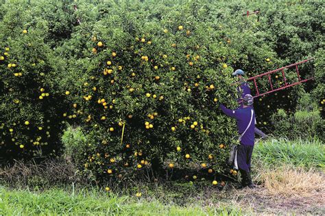 Produtores de laranja do Brasil entram na Justiça inglesa contra maiores fabricantes de suco do