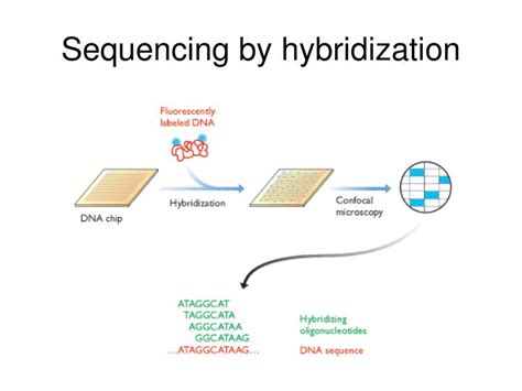 Ppt Genome Sequencing Powerpoint Presentation Id1346170