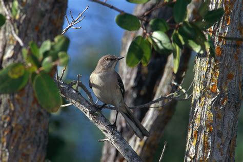 How To Tell A Male From A Female Mocking Bird Sciencing