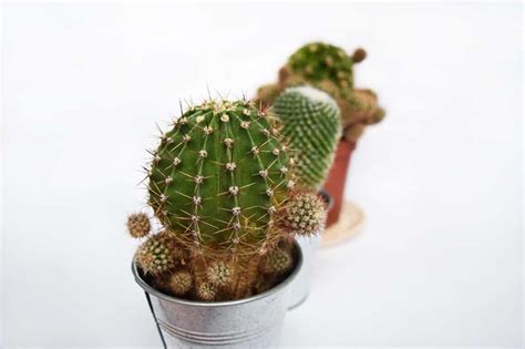 How To Grow Cactus Faster 5 Tips For Better Growth Cutting Edge Plants