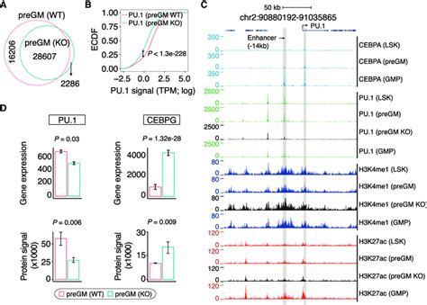 Loss Of CEBPA Affects PU 1 Levels And Binding Properties A Overlap