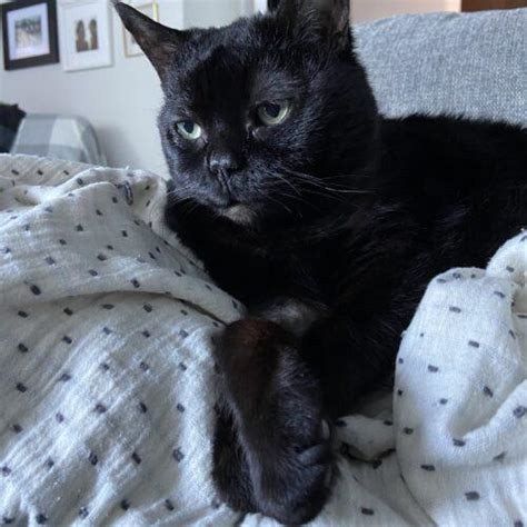 Owlkitty Team Cat Rescue