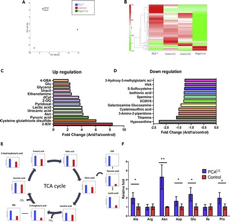 Arid1a Loss In Pancreas Leads To Islet Developmental Defect And