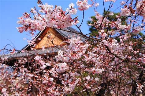 妙蓮寺 御会式桜 秋から春にかけて咲く可愛い桜 京都もよう KYOTO MOYOU