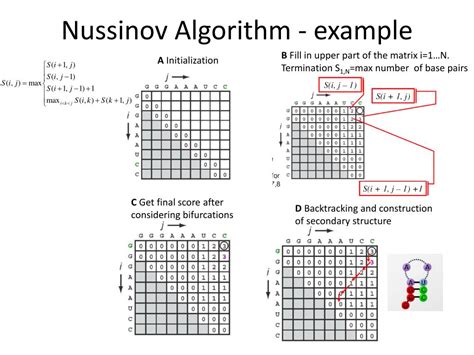 PPT Concepts And Introduction To RNA Bioinformatics PowerPoint Presentation ID