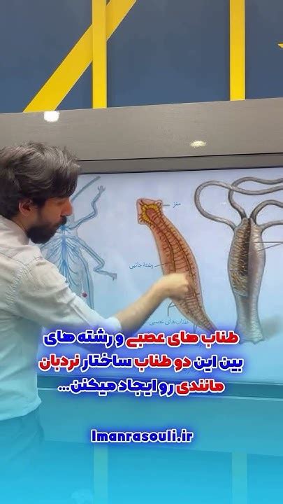 دستگاه عصبی پلاناریا آموزش ترفند Biology کنکور Education Youtube