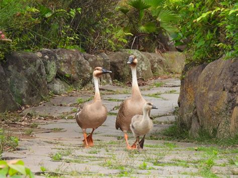 2024年6月9日 日 大池親水公園の野鳥観察記録 by あっつん ZooPicker