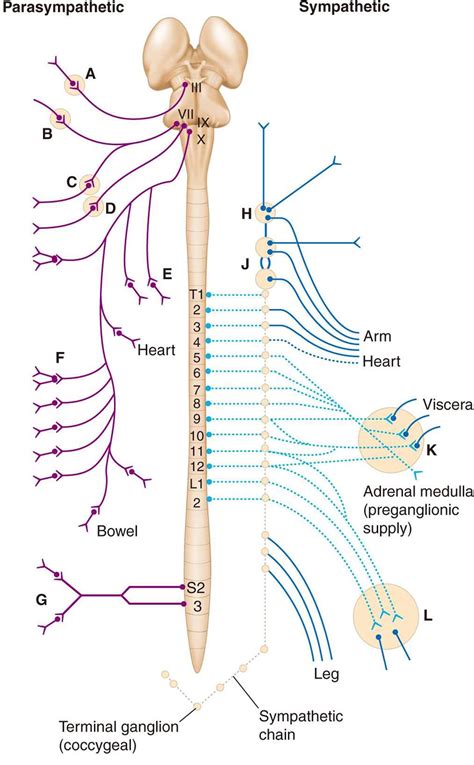 Autonomic Nervous System Dysfunction