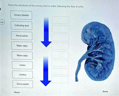 Place The Structures Of The Urinary Tract In Order Following The Flow
