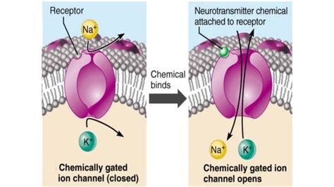 Receptor Classification Electrical And Ionic Events Pdf Computer