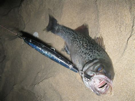 GANG SURFCASTING Spinning Robalo E Baila Ao Entardecer