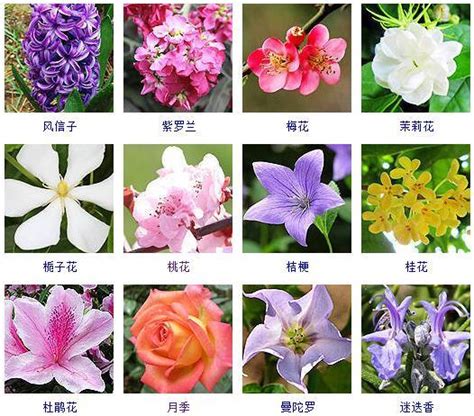這裡有500種花卉等你來認領！很多人都收起來當寶典啦！ 每日頭條
