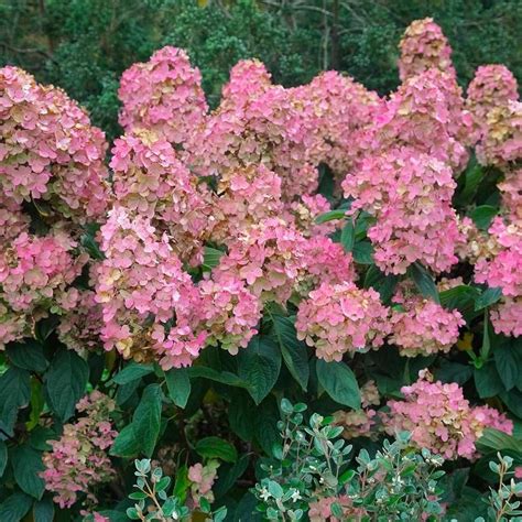 Hortensie Arbustiva Hydrangea Paniculata Pink Diamond