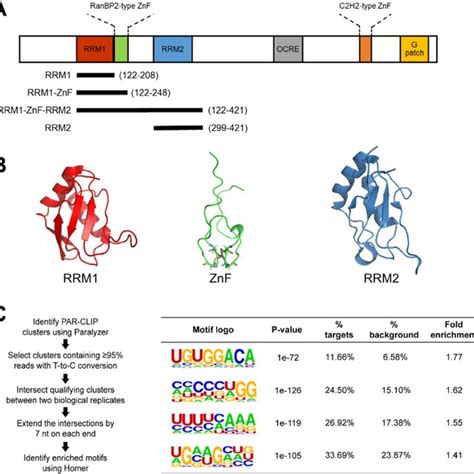 The Rna Binding Domains Of Rbm10 And Determined Binding Motifs A
