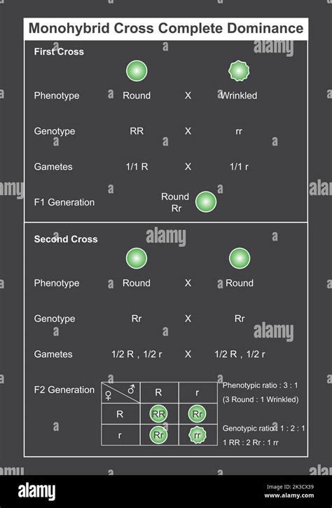Monohybrid Cross Complete Dominance Colorful Symbols Vector