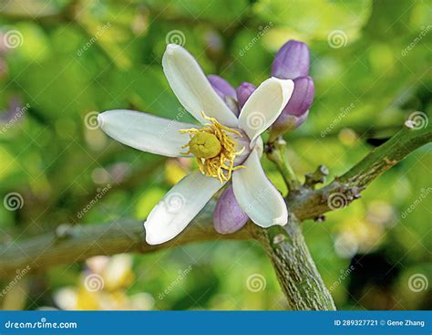 White Flower Of Rangpur Citrus Limonia Stock Image Image Of White