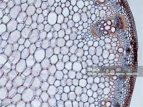 Plant Stem Cortex And Pith 照片檔及更多 幹細胞 照片 Istock
