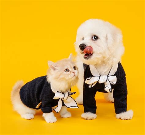 Alimentos Que No Debes Darle A Tu Mascota En Las Fiestas Patrias
