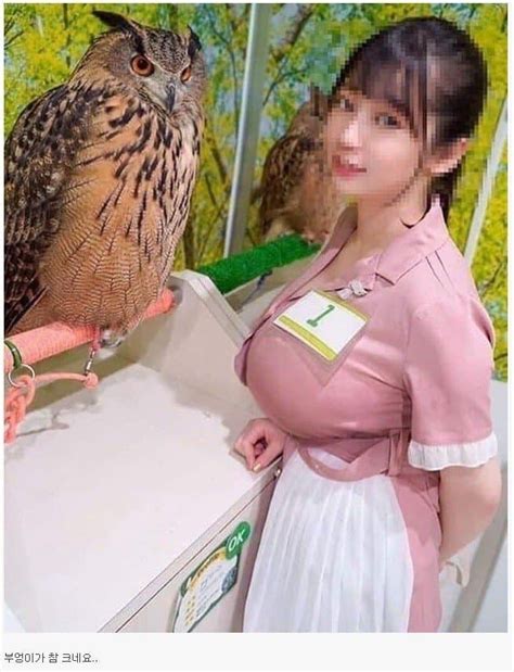 부엉이녀 진실 유머 움짤 이슈 에펨코리아