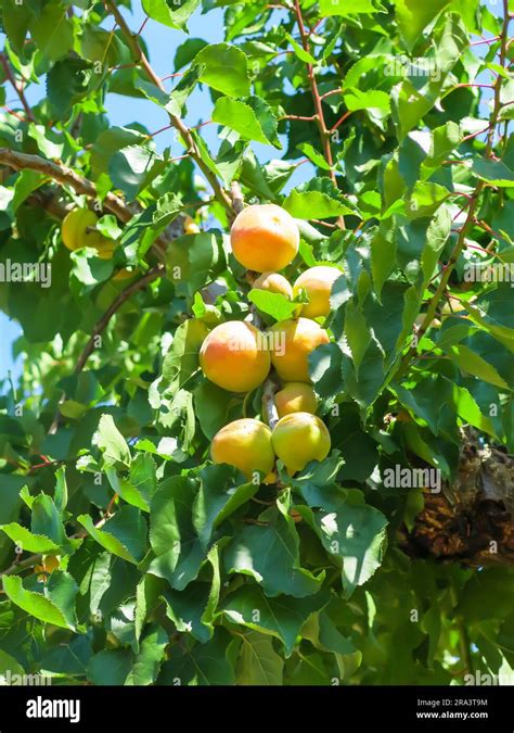 Blenheim Apricots Ready For Harvest Stock Photo Alamy