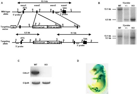 A Structure Of The Genomic Cthrc1 Locus Targeting Vector And