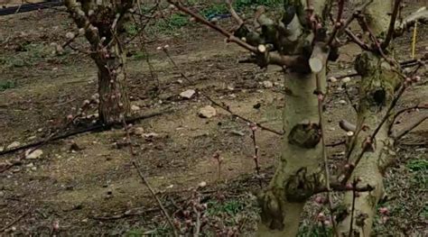 TREE ANNOTATION Semantic Segmentation Dataset And Pre Trained Model By