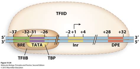 Eukaryotic Transcription Flashcards Quizlet