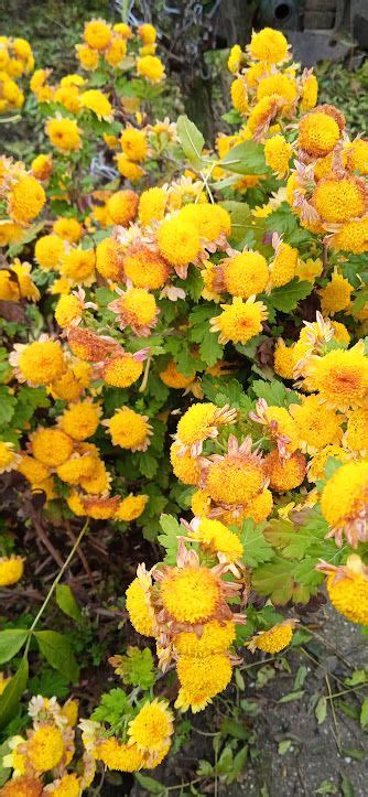 Biljana Savic On Linkedin Као да су мале нежне латице сакупиле све остатке светлости и сунца