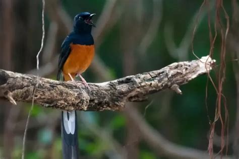 Terbukti Ampuh Lakukan 10 Cara Ini Burung Murai Batu Langsung Gacor