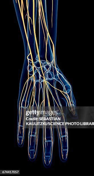 Sciatic Nerve High Res Illustrations Getty Images