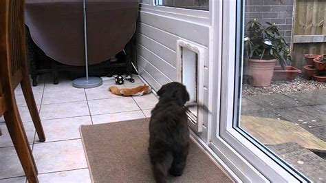 Dog teaching puppy how to use the dog flap! - YouTube