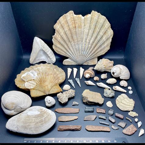 Calvert Cliffs Trip 10 20 10 21 Fossil Hunting Trips The Fossil Forum