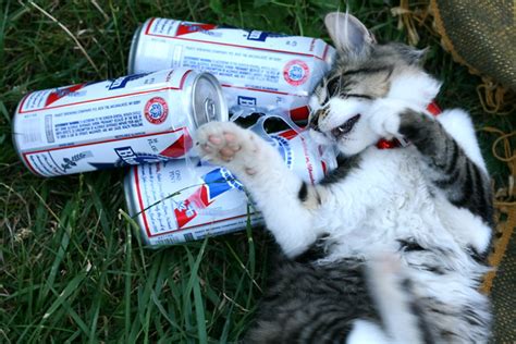 Hipster Kitty R Pics