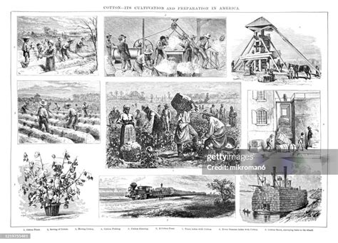 Old Engraved Illustration Of Cotton Its Cultivation And Preparation In