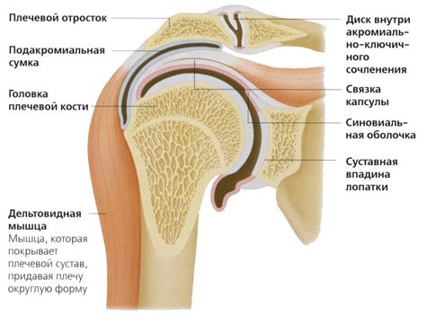 Особенности базовых и изолирующих упражнений для плеч