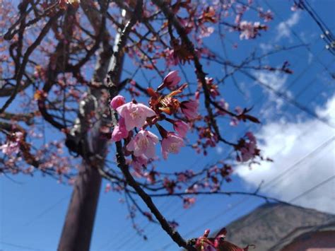 花庵の桜が開花しました♪ スタッフ日記。 ホテル花庵 中禅寺湖温泉【公式】