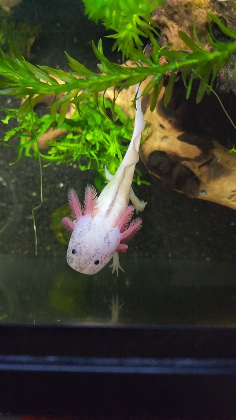 Idk Why Ya Ll Say Axolotl Are Dumb And Blind Yoliztli Goes Up To The
