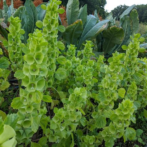 Pixie Bells Of Ireland Seeds Hudson Valley Seed Company