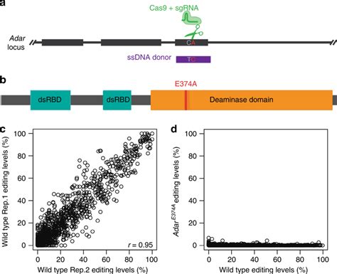 A Point Mutation In The Adar Deaminase Domain Prevents All Rna Download Scientific Diagram
