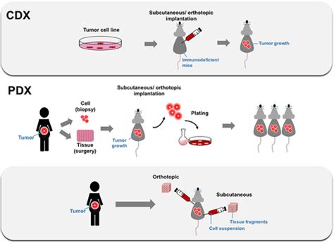 Full Article Optimizing Xenograft Models For Breast Cancer A