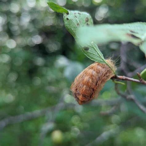 Top 10 Most Dangerous Bugs In The World